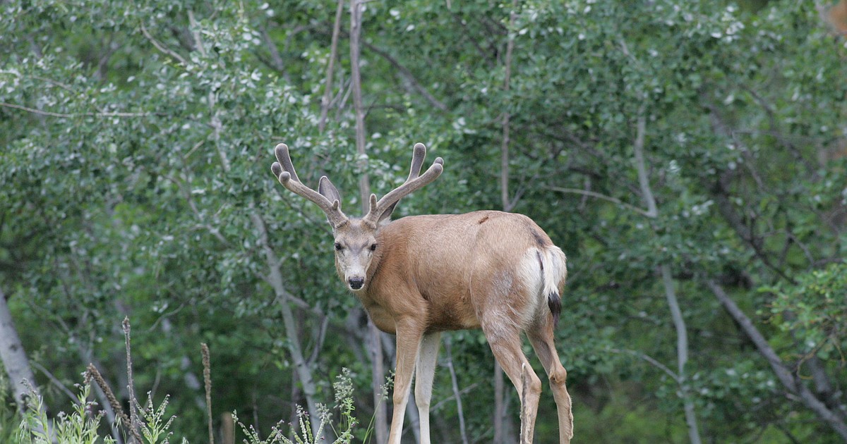 Libby approves deer management plan | Western News