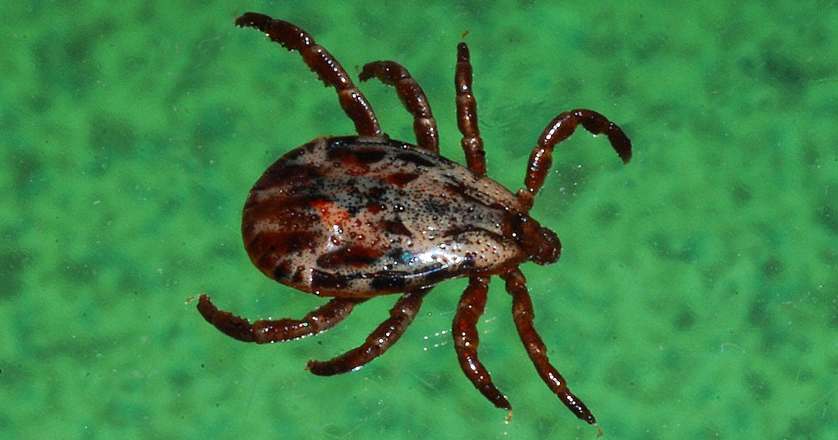 Warning: Disease carrying ticks out in full force in local woods ...