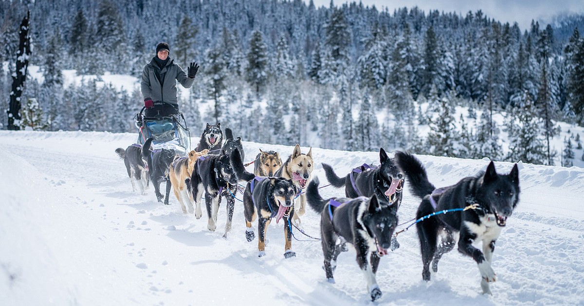 Life on the sled | Whitefish Pilot