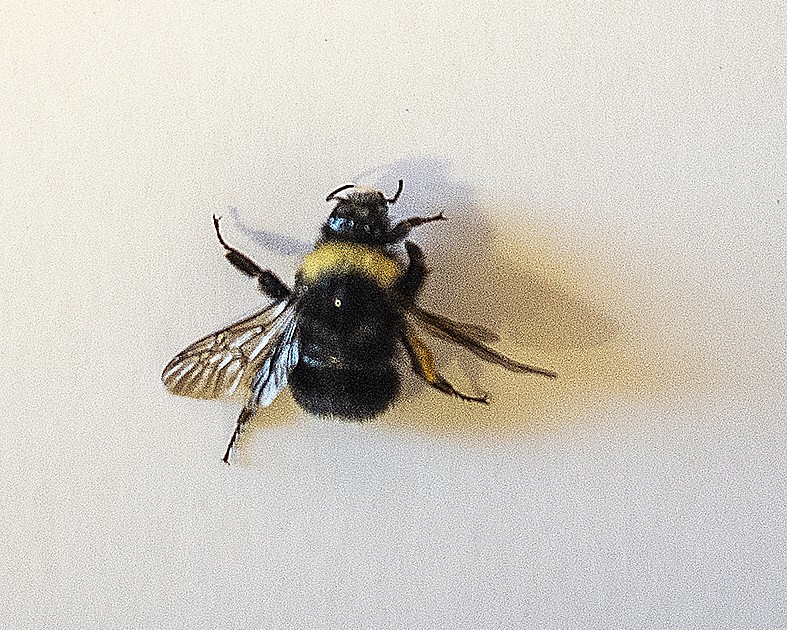 Study: Keystone Western bumblebee is in trouble | Hungry Horse News