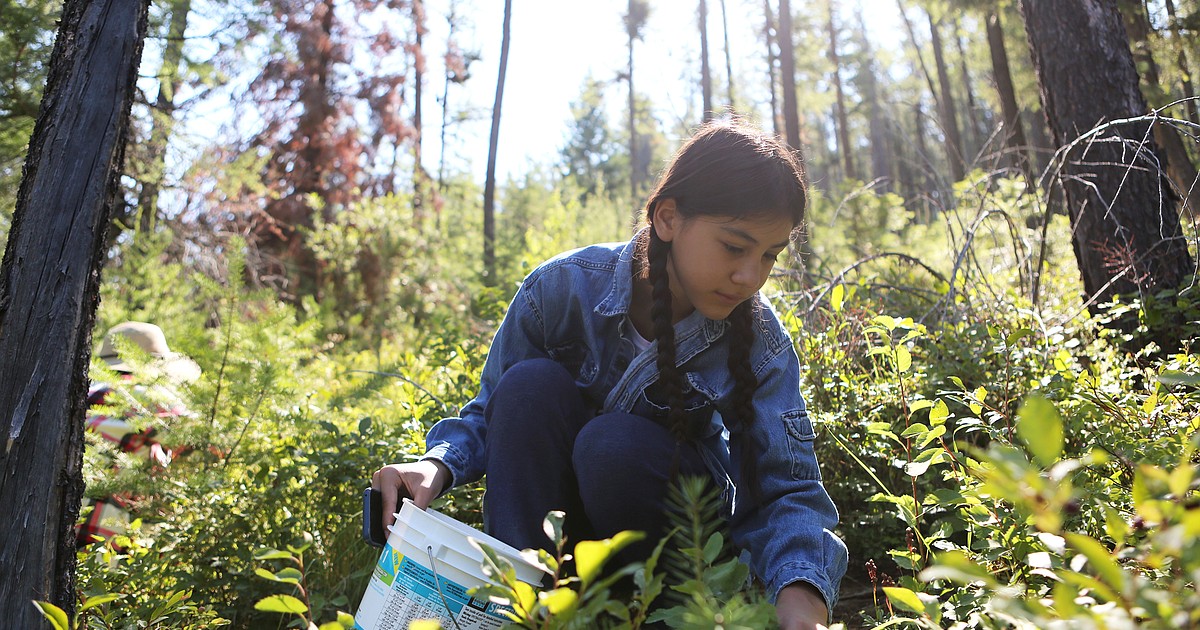 The joy of the hunt: Huckleberry harvest a summer signature | Bigfork Eagle