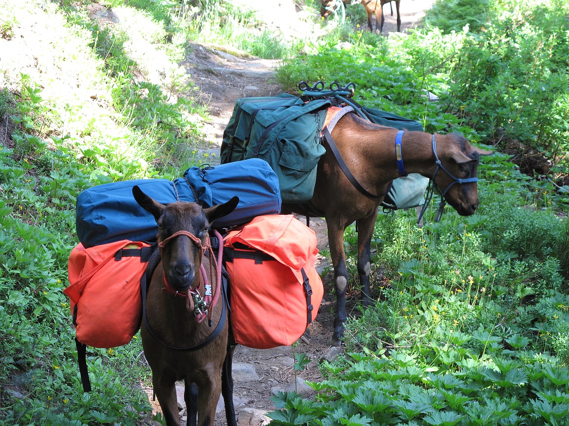 Goat packing gains toehold among hunters | Bonner County Daily Bee