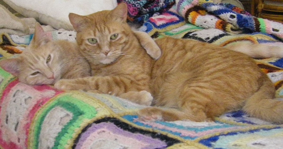 Celebrating 90 years of family, nature and cats | Bonner County Daily Bee