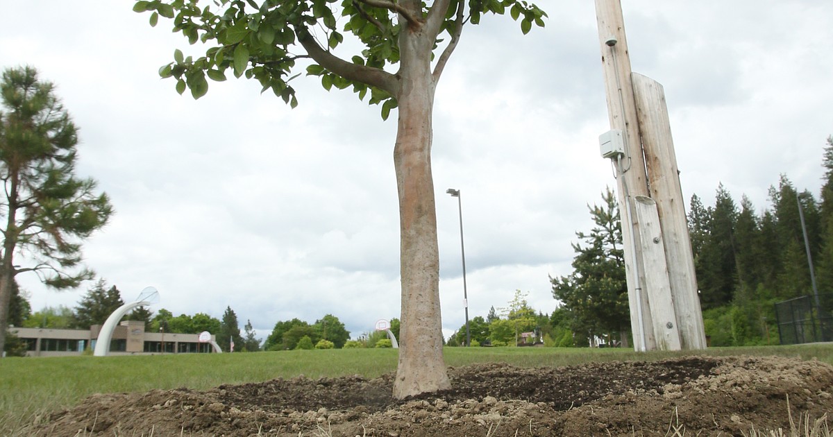 Anne Frank tree finds new home | Hagadone News Network