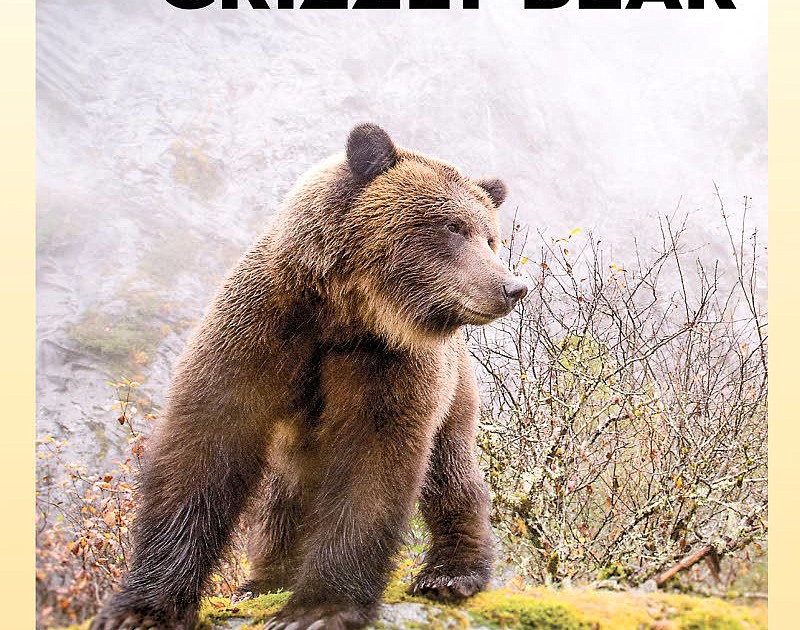 Biologist’s shares account of grizzly bear’s reintroduction | Bonner ...