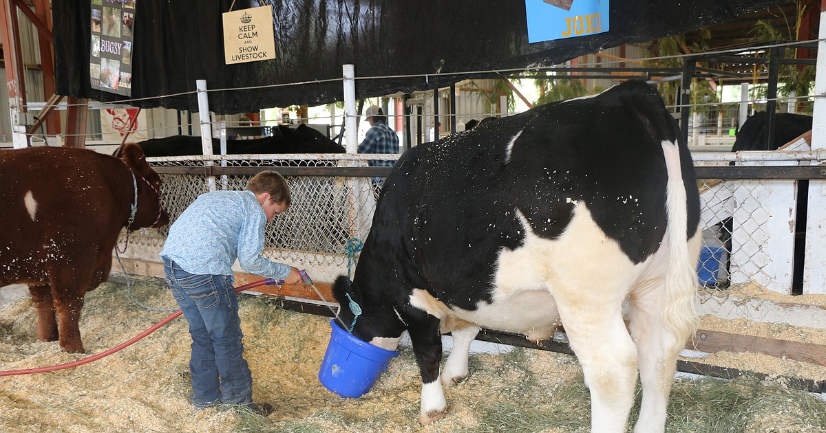 Oink, Moo & Ewe! | Bonner County Daily Bee