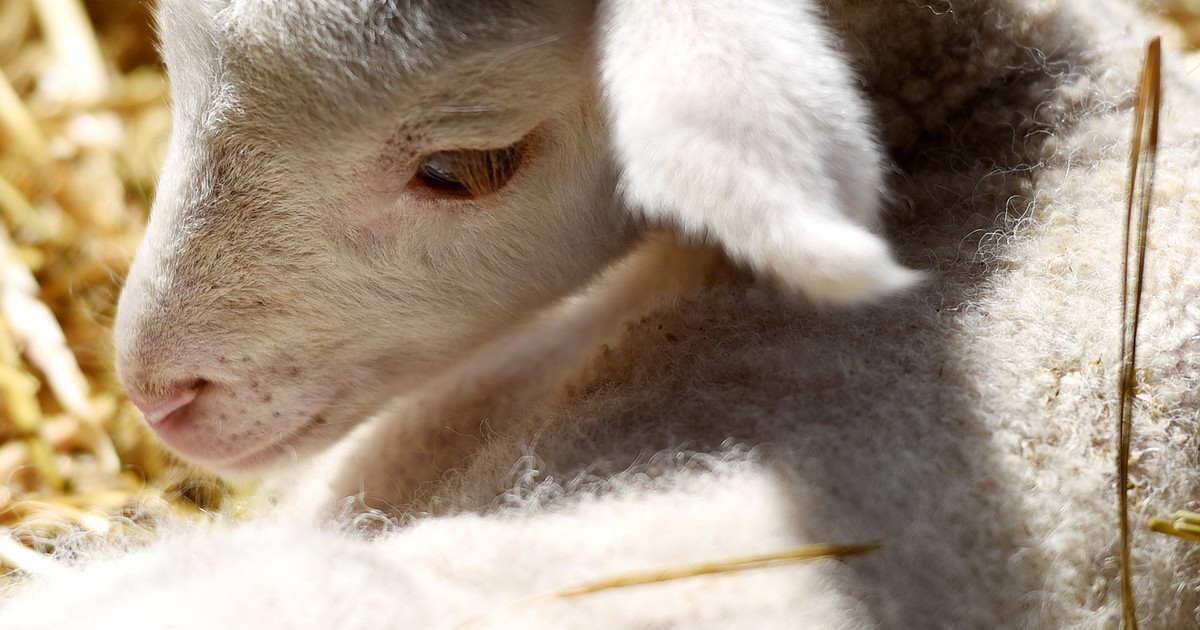 PHOTO GALLERY: Newborn lambs at Whitefish farm | Daily Inter Lake