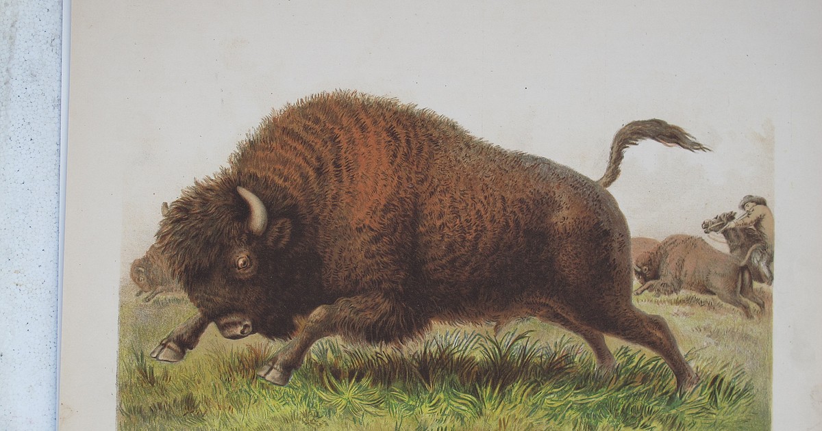 Vintage bison engraving exhibit opens at the Hockaday | Daily Inter Lake