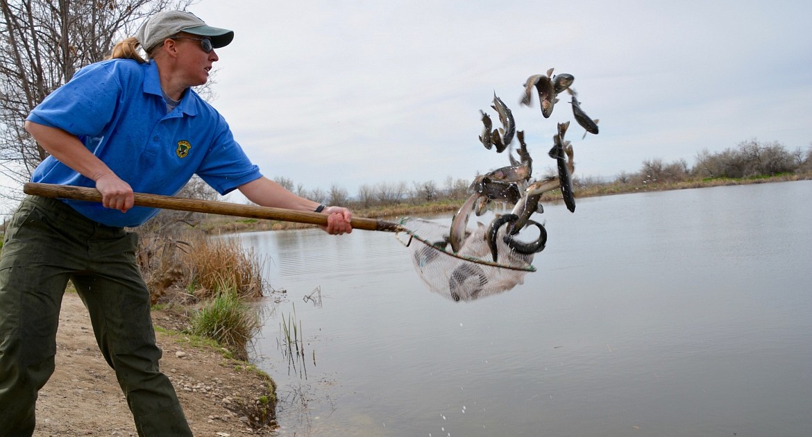 Spring brings trout stocking to area | Bonner County Daily Bee
