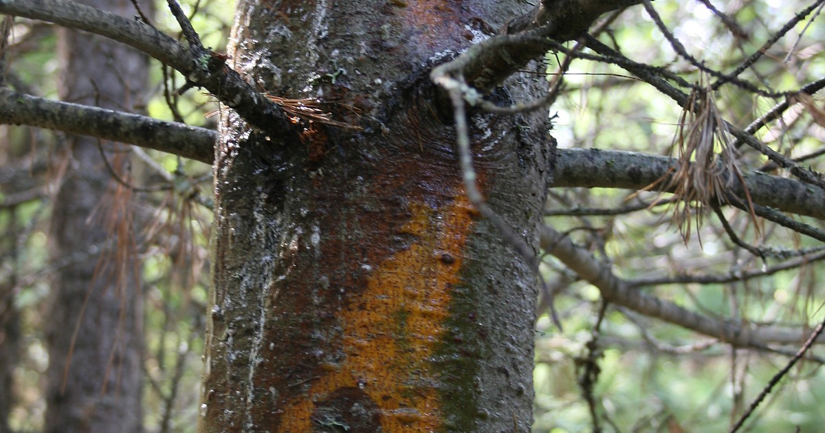 White pine blister rust: Restoring the Idaho state tree | Coeur d'Alene ...