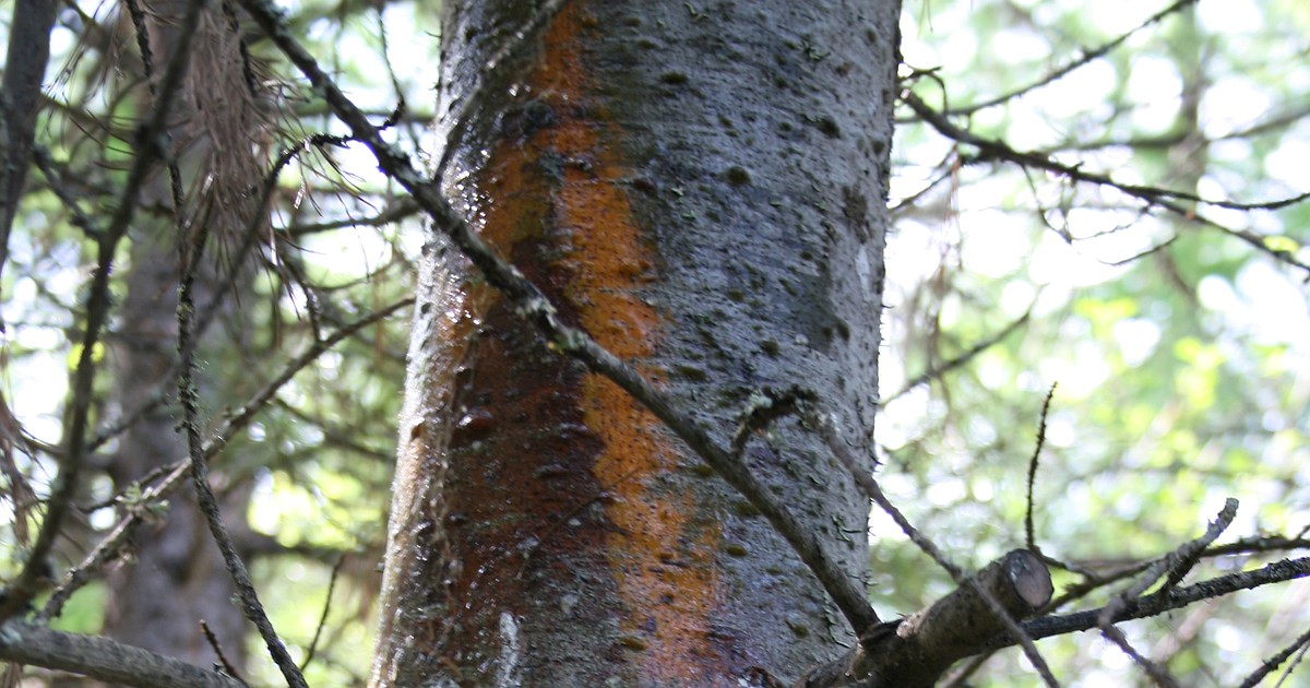 White pine blister rust: Restoring the Idaho state tree | Coeur d'Alene ...