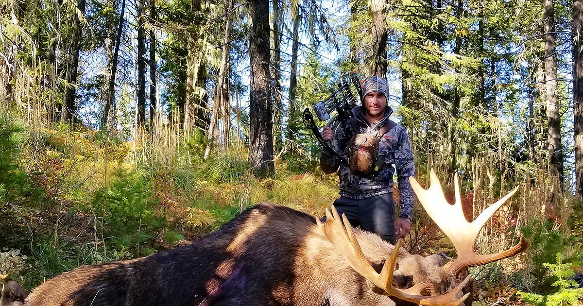 Moose controlled hunt tags include cow tags for Panhandle | Coeur d ...