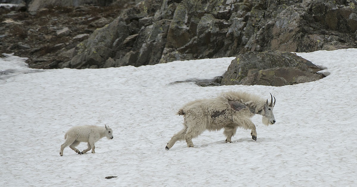 Study seeks photos of molting mountain goats | Hungry Horse News