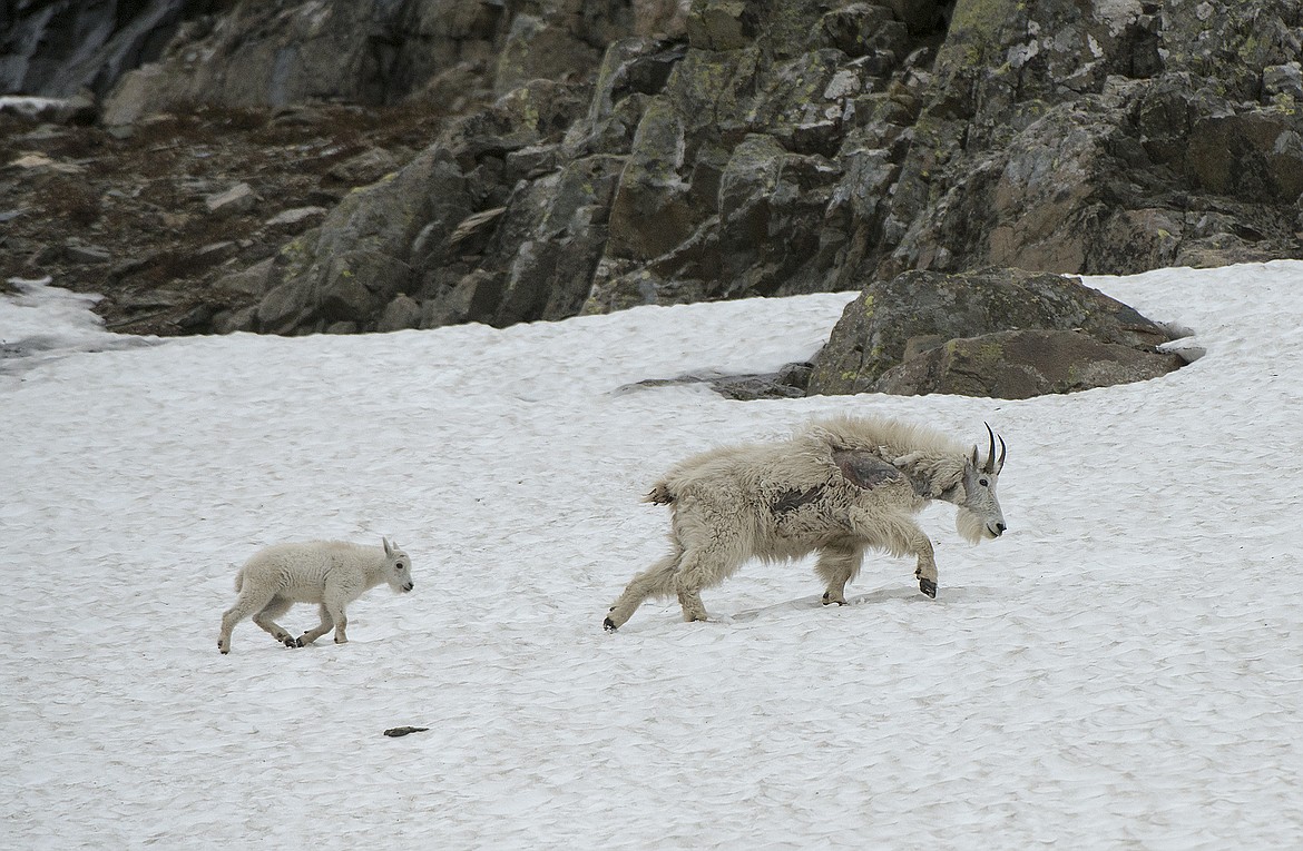 Study seeks photos of molting mountain goats | Hungry Horse News
