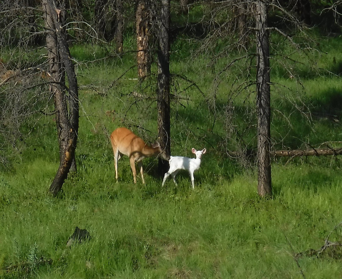 Rare albino fawn spotted in Glacier Park's North Fork | Hungry Horse News