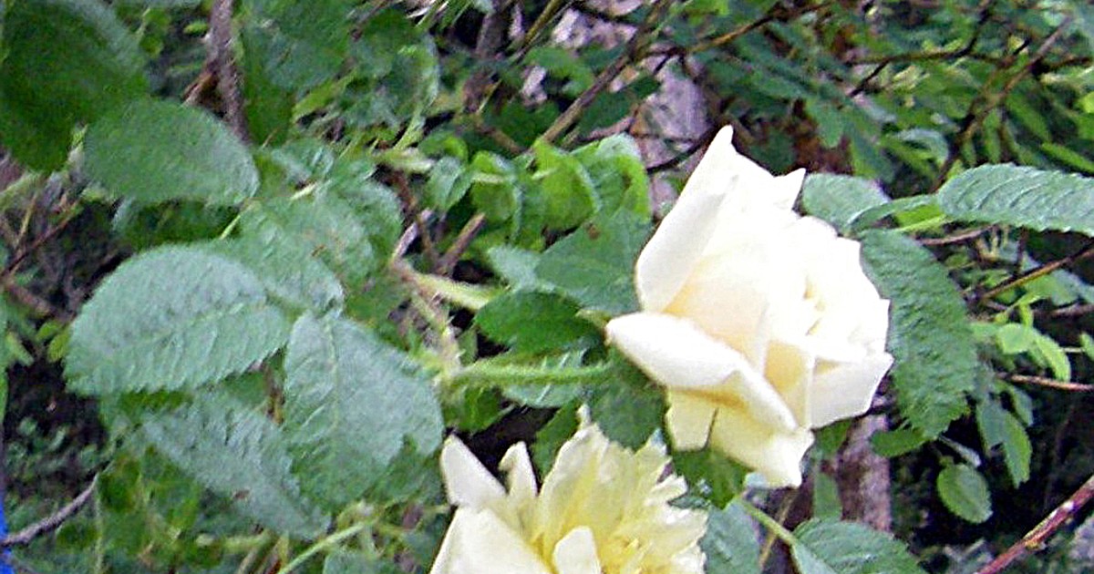 Heat can be hard on roses: Deep water; don't sprinkle | Bonner County ...