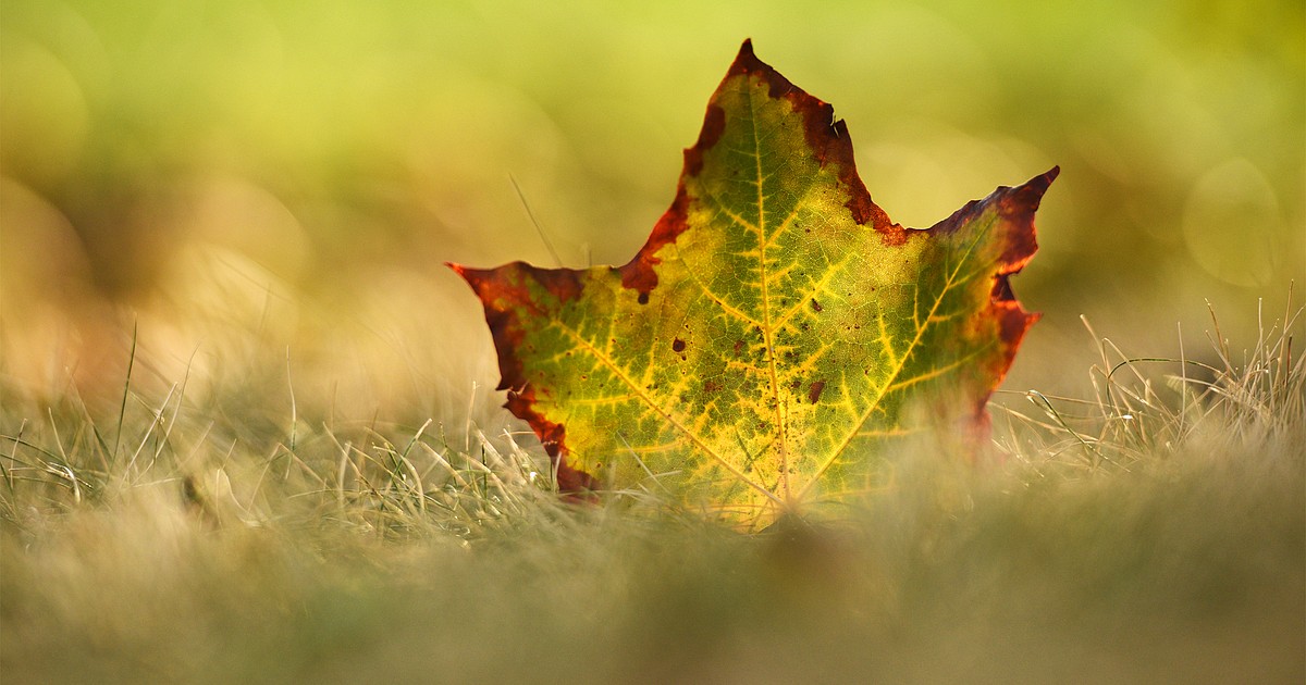 Kalispell leaf pickup underway | Daily Inter Lake