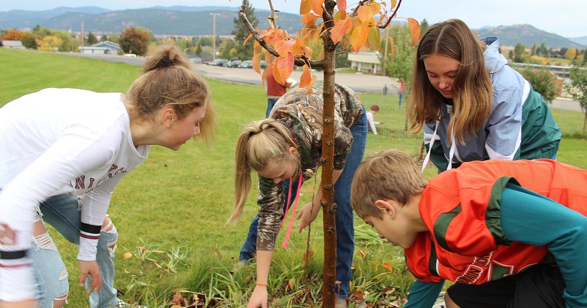 Kalispell's urban forestry awards honor tree-planting efforts | Daily ...
