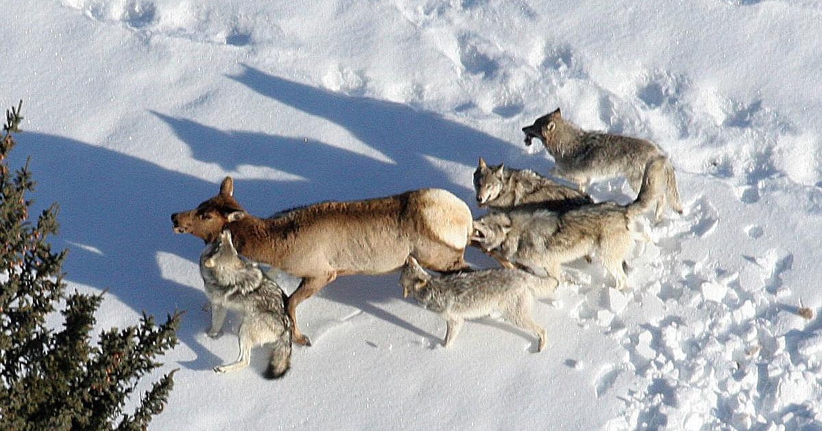 Reflecting on 40 years since wolves were reintroduced in Yellowstone ...