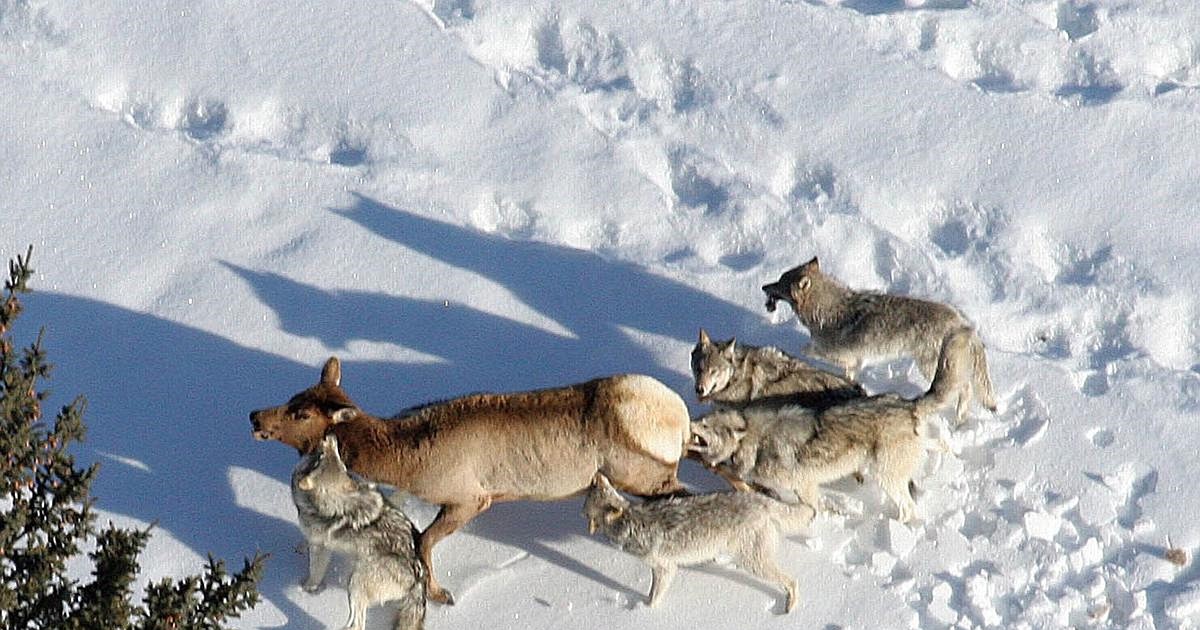 Reflecting on the 40 years since wolves reintroduced in Yellowstone ...
