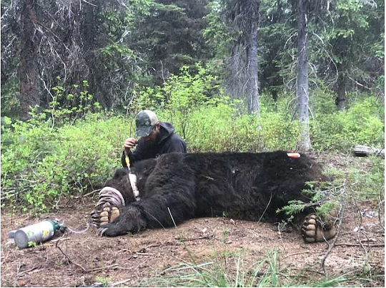 Grizzly attacks pigs near McArthur Lake | Bonner County Daily Bee