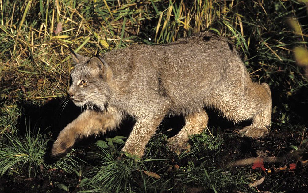 CRITTERS OF NORTH IDAHO: Canada Lynx | Coeur d'Alene Press