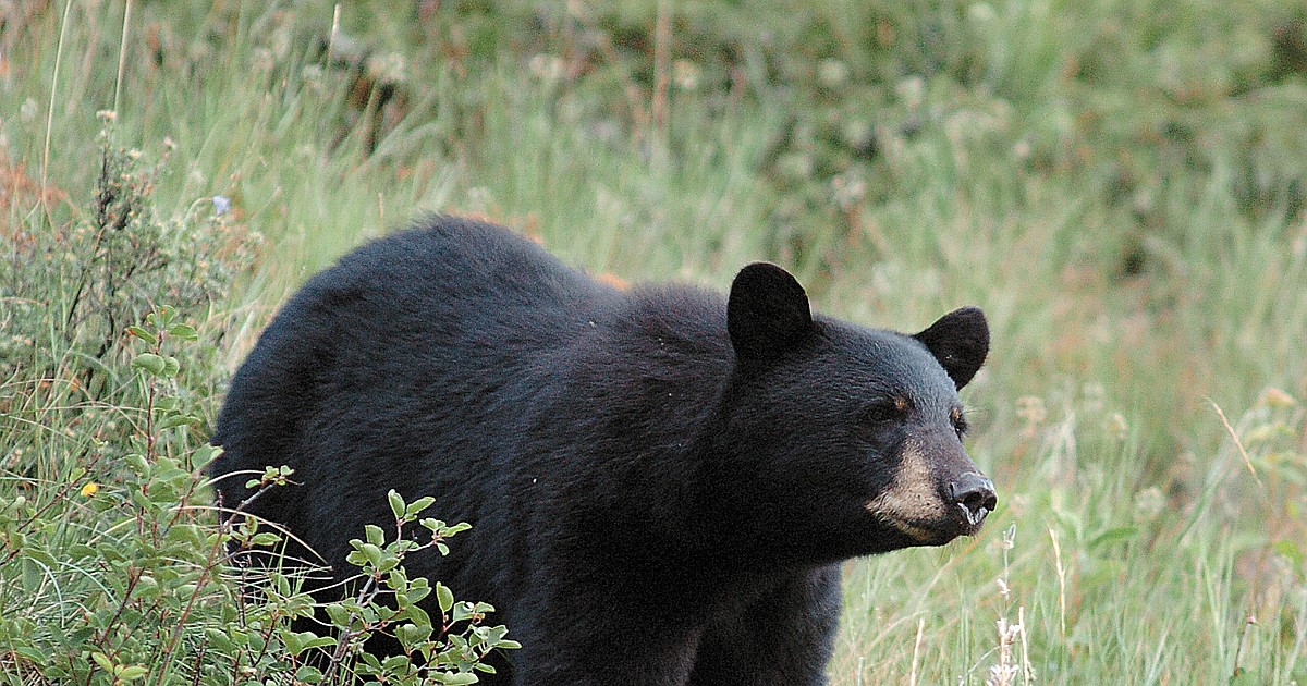 Bear Fair to educate public on coexisting with bears | Whitefish Pilot