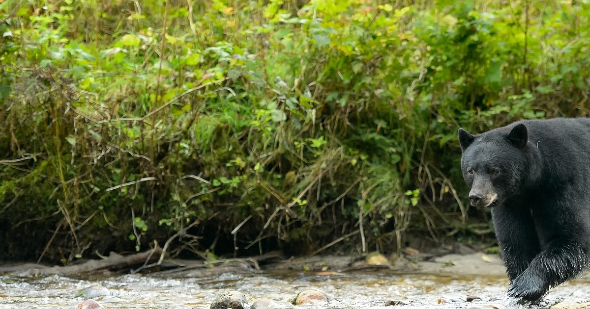 Applications for spring black bear controlled hunts open | Bonner ...