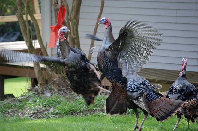 CRITTERS OF NORTH IDAHO: Wild Turkey | Coeur d'Alene Press