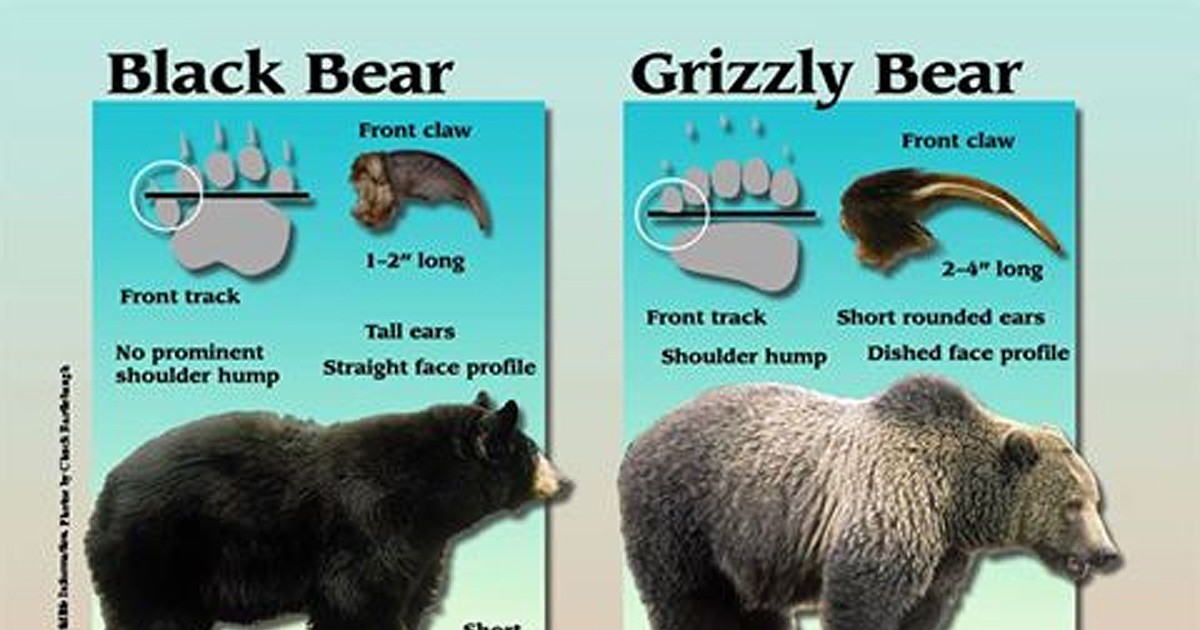 New rules set for state's bear hunters | Bonner County Daily Bee