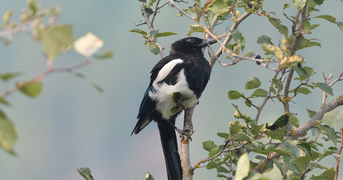 The magpie: Handsome and dressed in a tuxedo | Bonners Ferry Herald