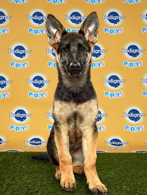Puppy power | Coeur d'Alene Press