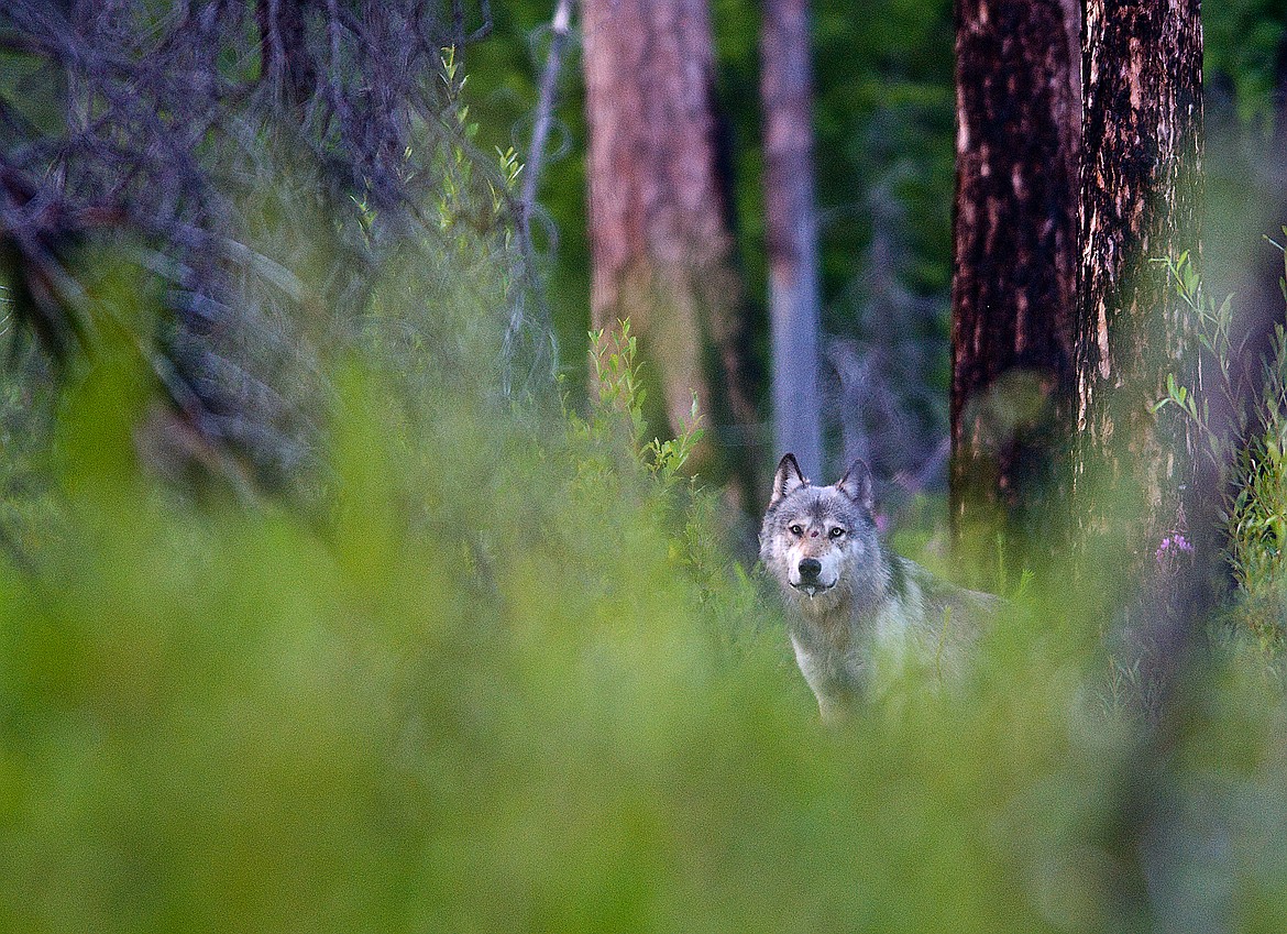 New wolf killing laws prompt push to revive protections | Daily Inter Lake