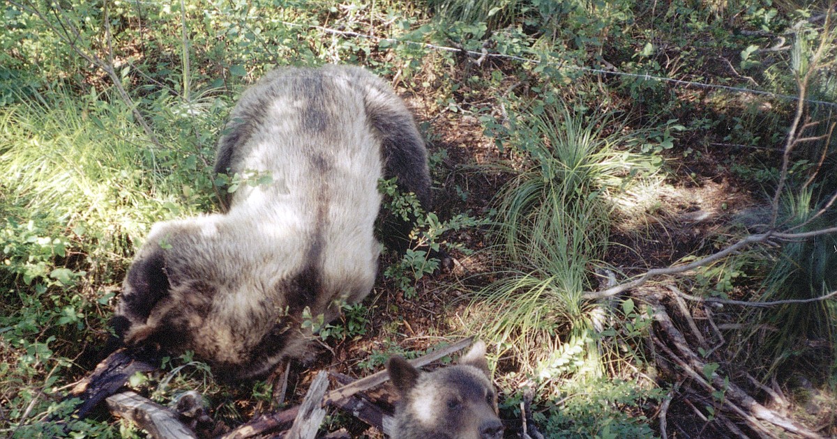 Montana FWP releases online Bear Relocation Dashboard | Western News