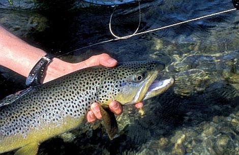 Montana wildlife officials consider rules to protect trout | Daily ...