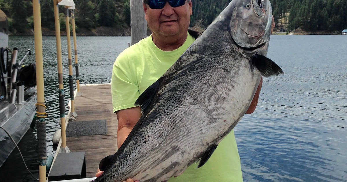 Man catches largest chinook salmon recorded at Lake Cd'A since 1994 ...