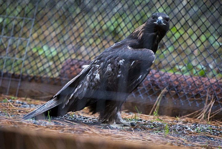 GALLERY: Eagle Aviary | Coeur d'Alene Press