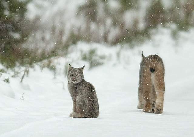 Of lynx and fire | Hungry Horse News