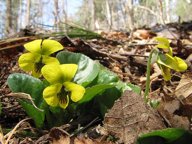 PLANT NOTES- Native Violets | Shoshone News-Press