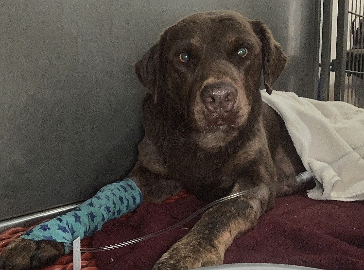 After gallant fight, injured dog found near Mattawa dies | Columbia ...