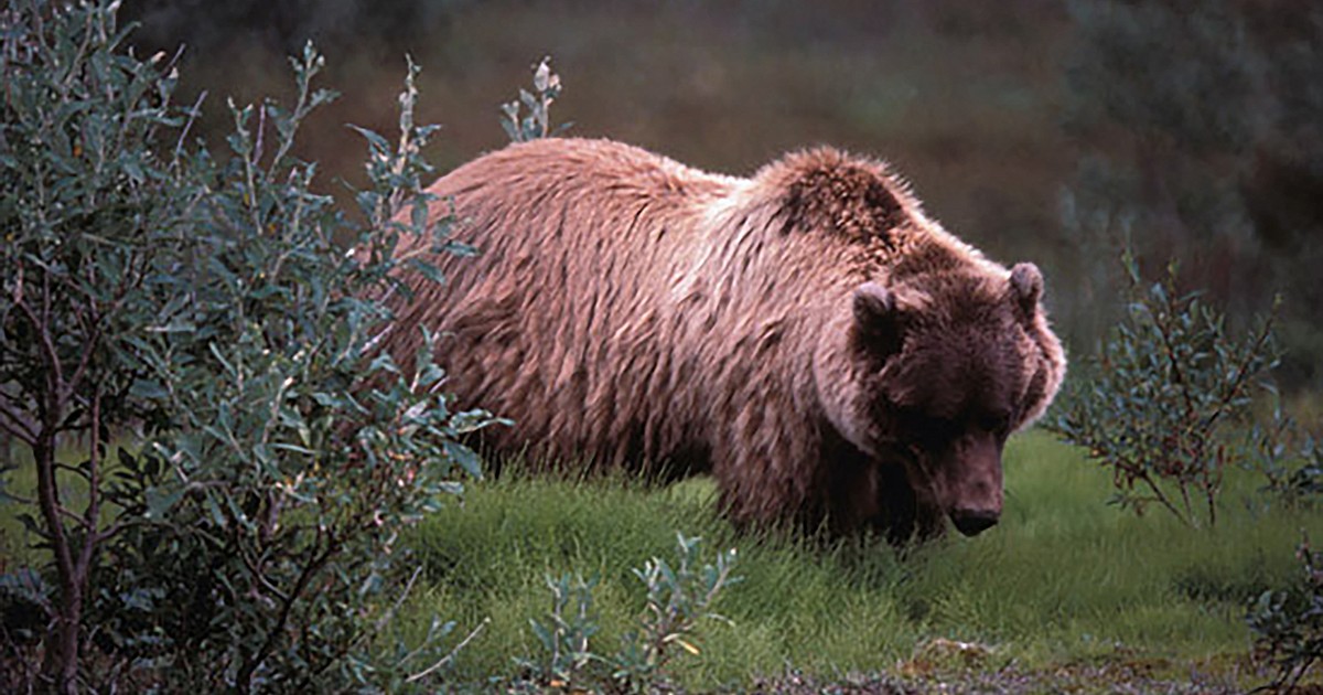 Investigation concludes on grizzly bear attack | Bonner County Daily Bee
