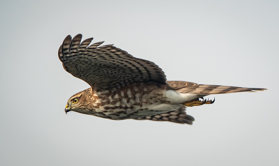 Jewel Basin Hawk Watch soaring to new heights | Bigfork Eagle