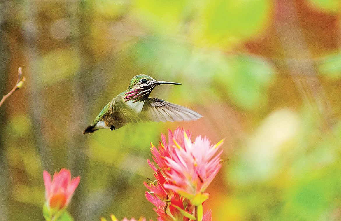 Hummingbird program on tap | Hungry Horse News