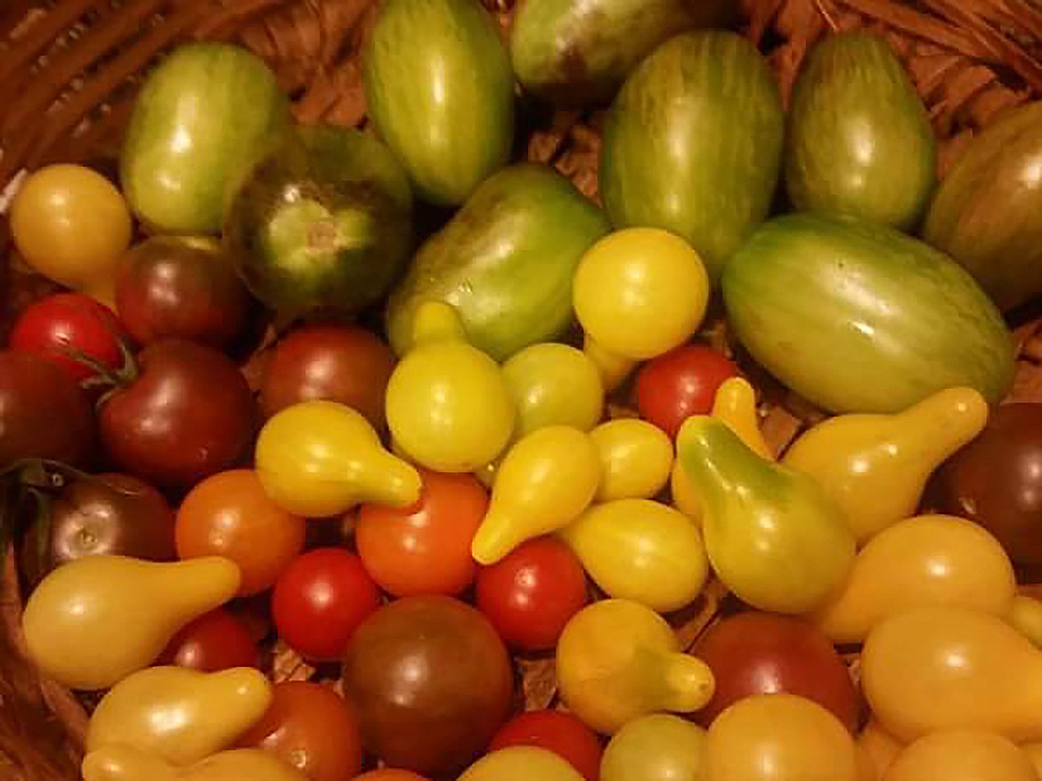 Bonner County Daily Bee