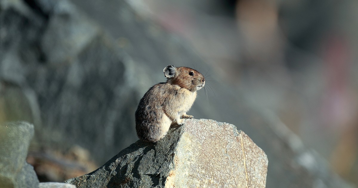 Pikas: “Little Chief Hare” of the mountains | Bonners Ferry Herald