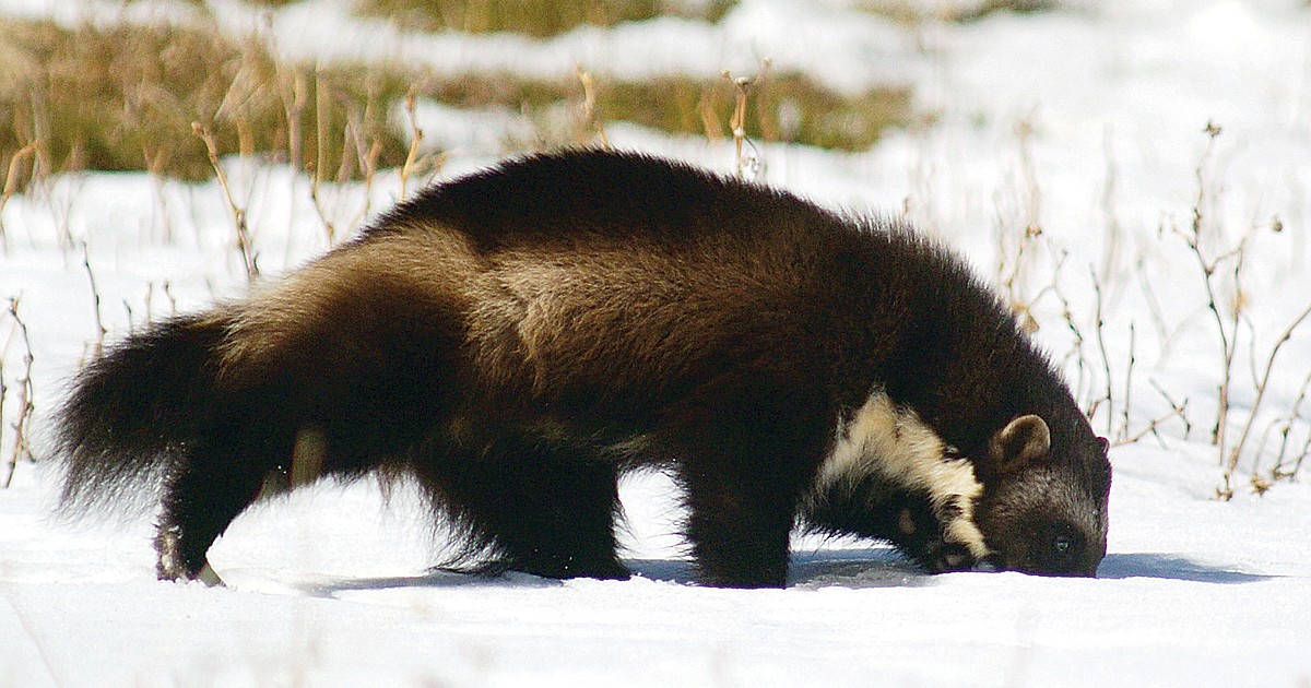 Groups file suit to get wolverine on Endangered Species List | Hungry ...