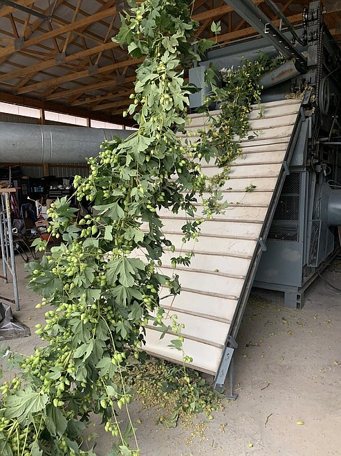 Homebrew: Bigfork hops farm supplies local brewers | Daily Inter Lake