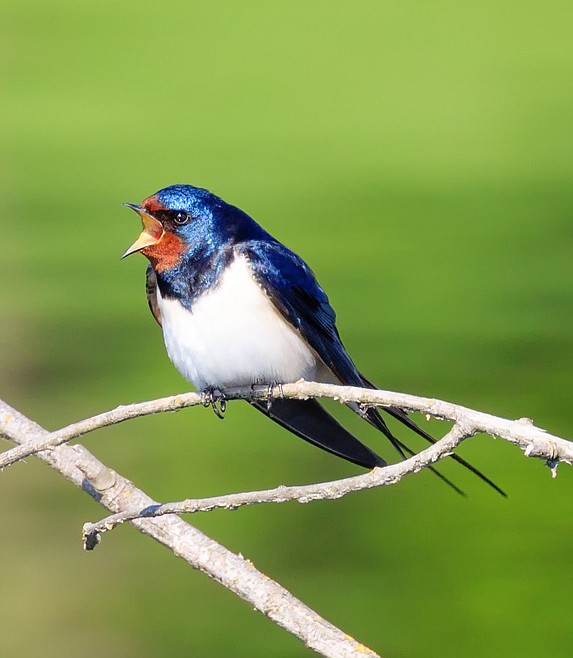 Critters of North Idaho: Barn Swallow | Coeur d'Alene Press