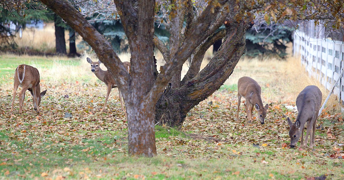 Oh, deer | Coeur d'Alene Press