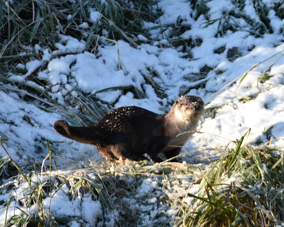 River otters: playful and fast swimmers | Bonners Ferry Herald